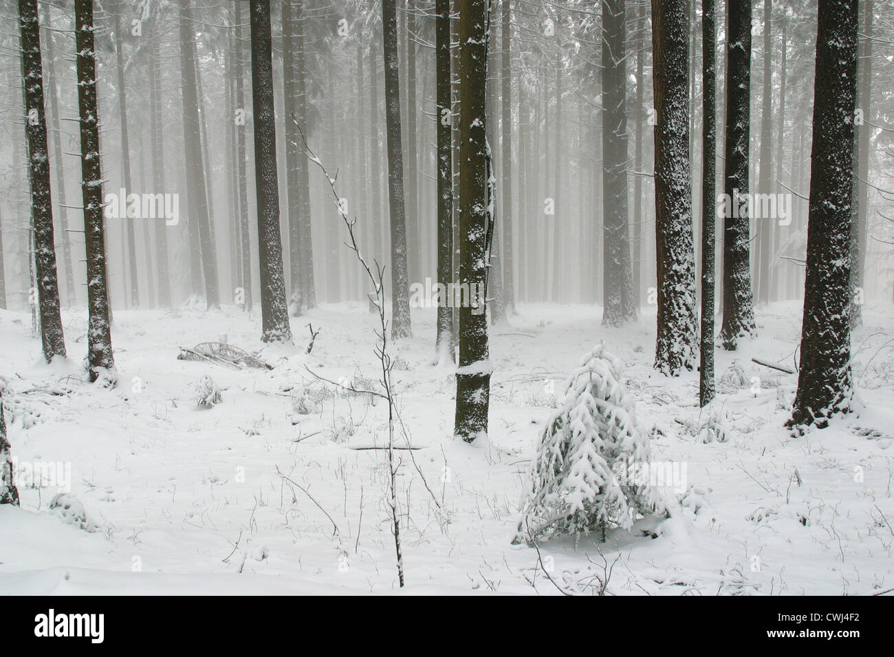 Winter landscape trees under snow Stock Photo - Alamy