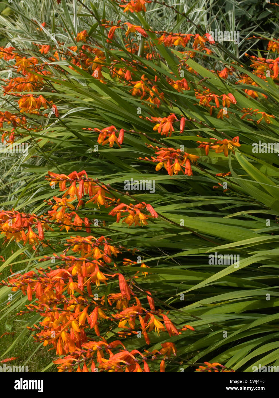 Montbretia High Resolution Stock Photography and Images - Alamy