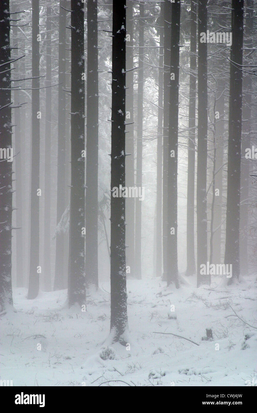 Winter landscape trees under snow Stock Photo - Alamy