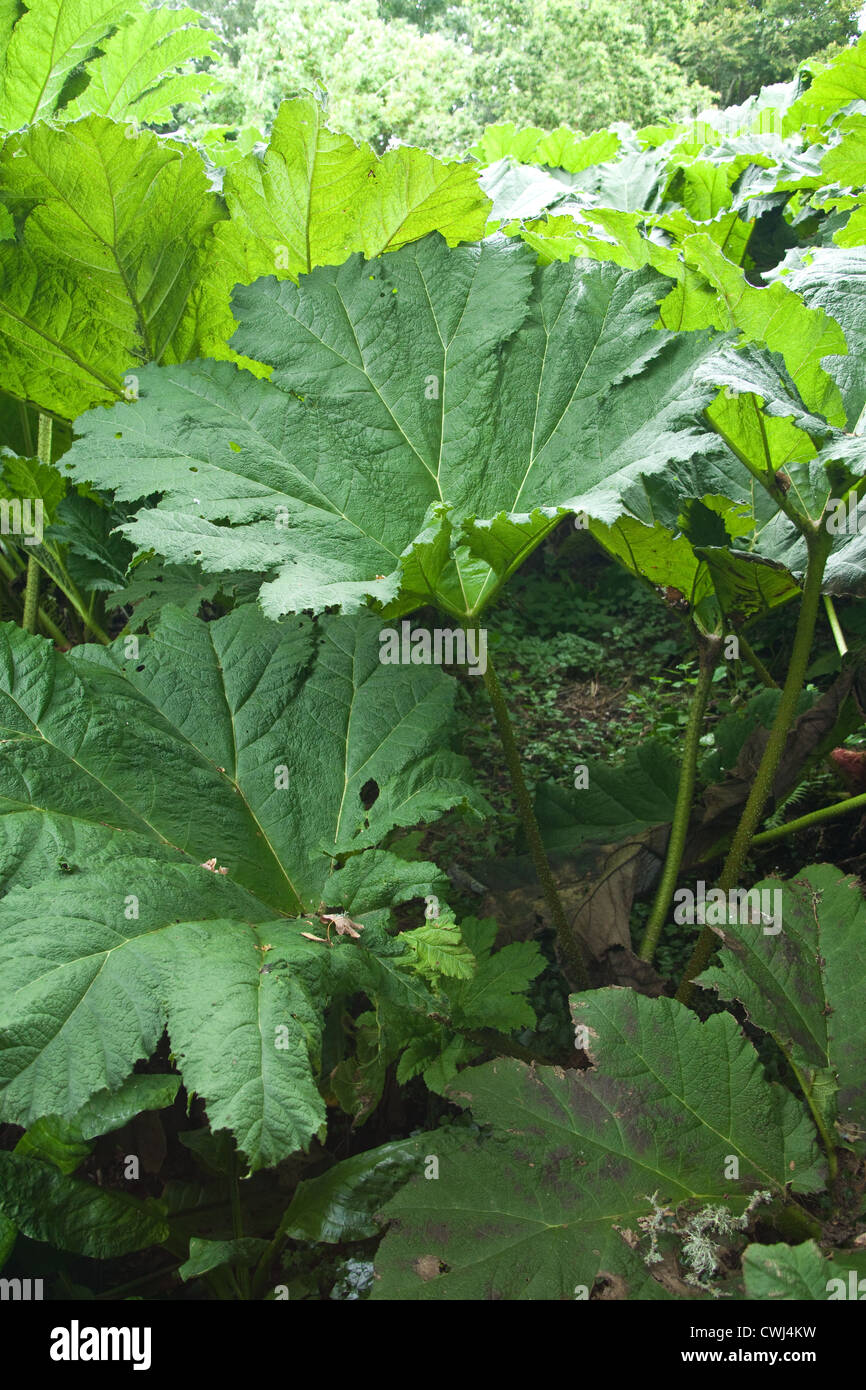 Gunnera manicata or Giant Gunnera plant, Cornwall, England, United ...