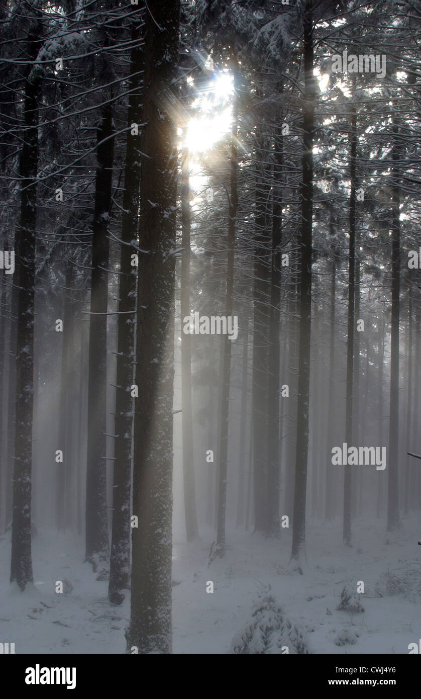 Winter landscape trees under snow Stock Photo - Alamy