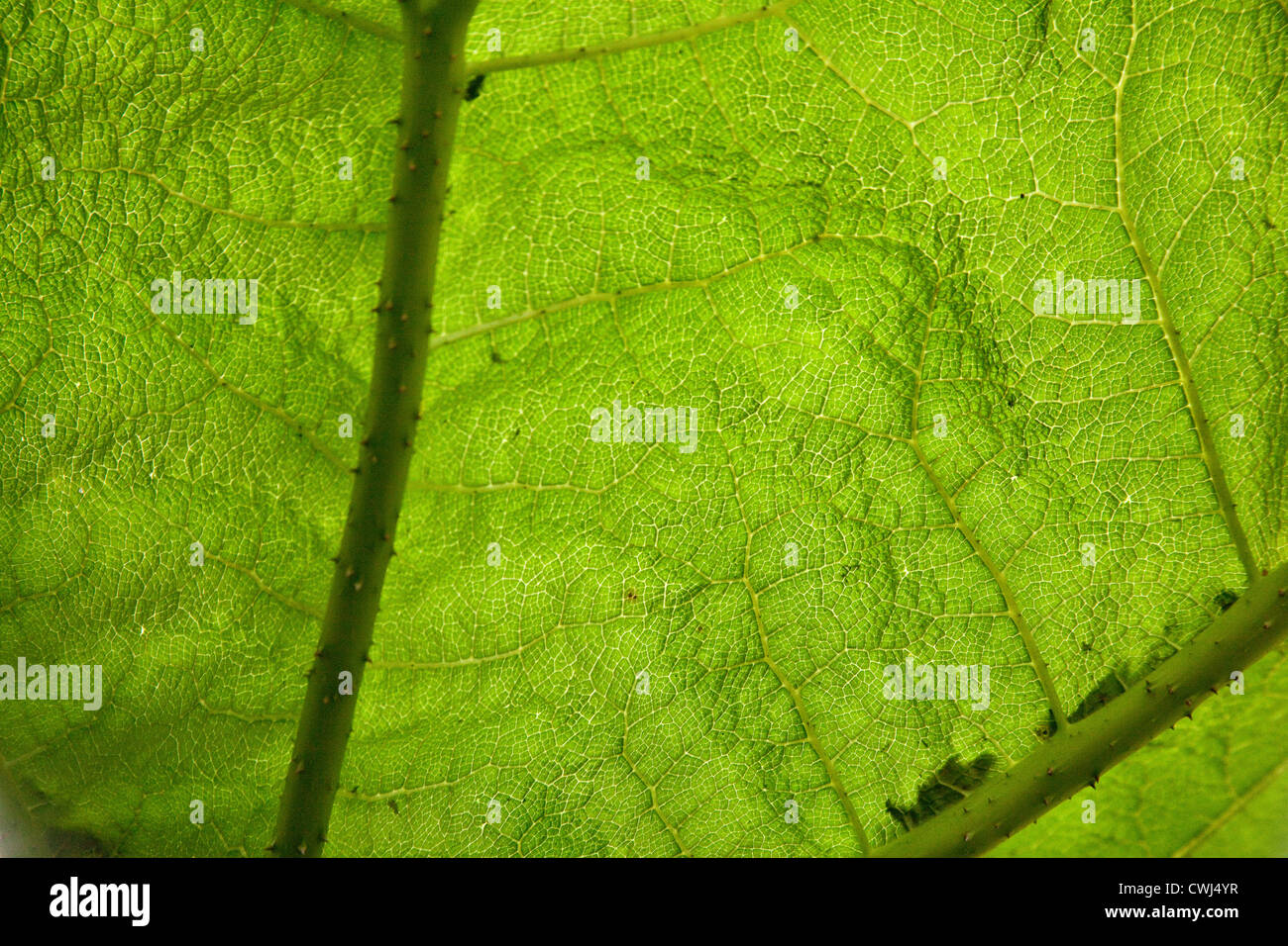 Gunnera manicata or Giant Gunnera plant, Cornwall, England, United ...