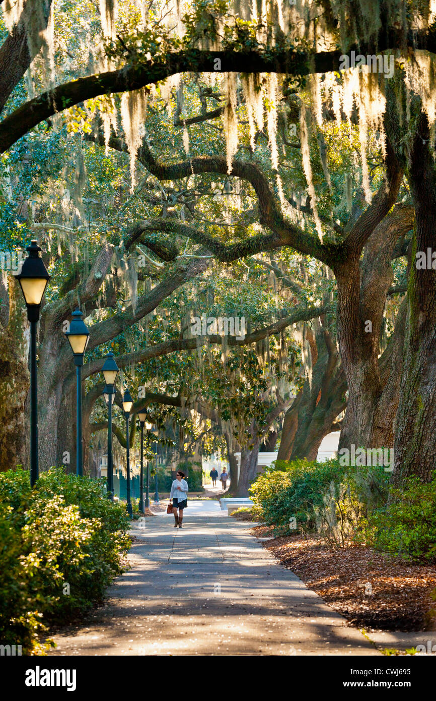 Live oaks and Spanish moss at Forsyth Park in Savannah, Georgia Stock ...