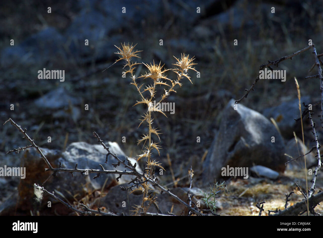 Black bur hi-res stock photography and images - Alamy