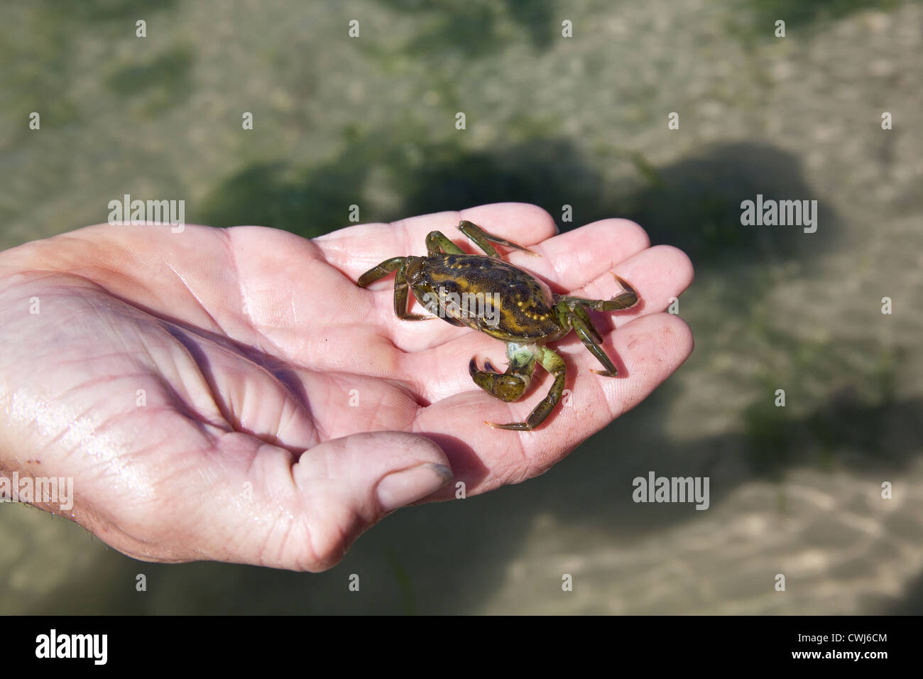 Common Shore Crab Carcinus maenas, Cornwall, England, United Kingdom ...