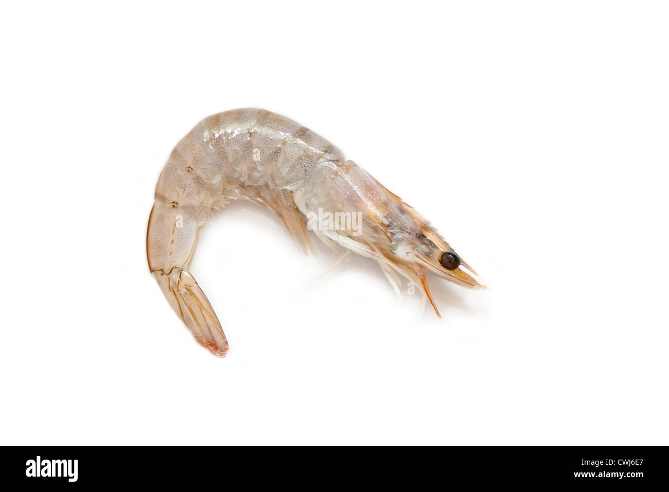 Tiger prawn farm Cut Out Stock Images & Pictures - Alamy