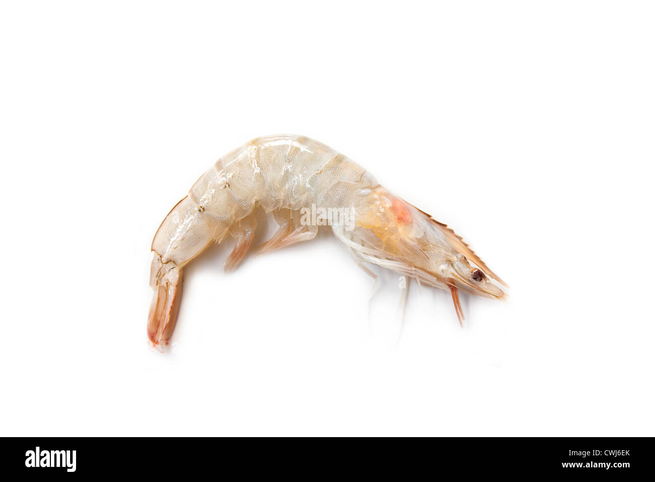 Whiteleg shrimp hi-res stock photography and images - Alamy