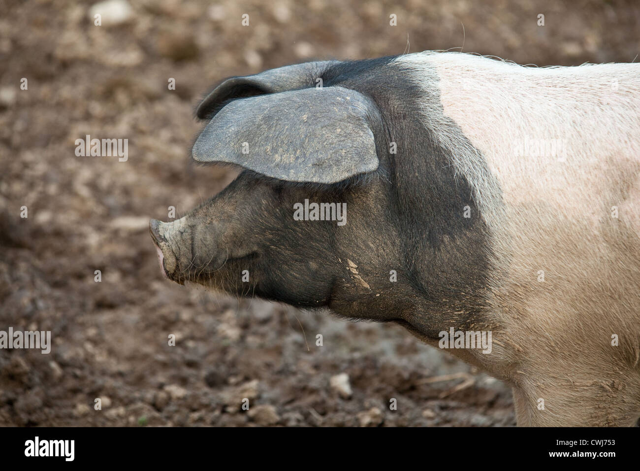 Saddleback pig. Cornwall, England, United Kingdom Stock Photo - Alamy