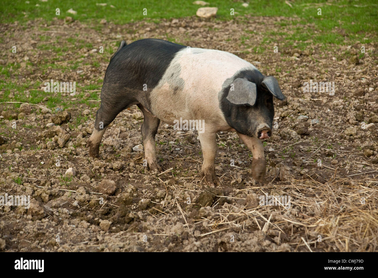 Saddleback pig. Cornwall, England, United Kingdom Stock Photo - Alamy