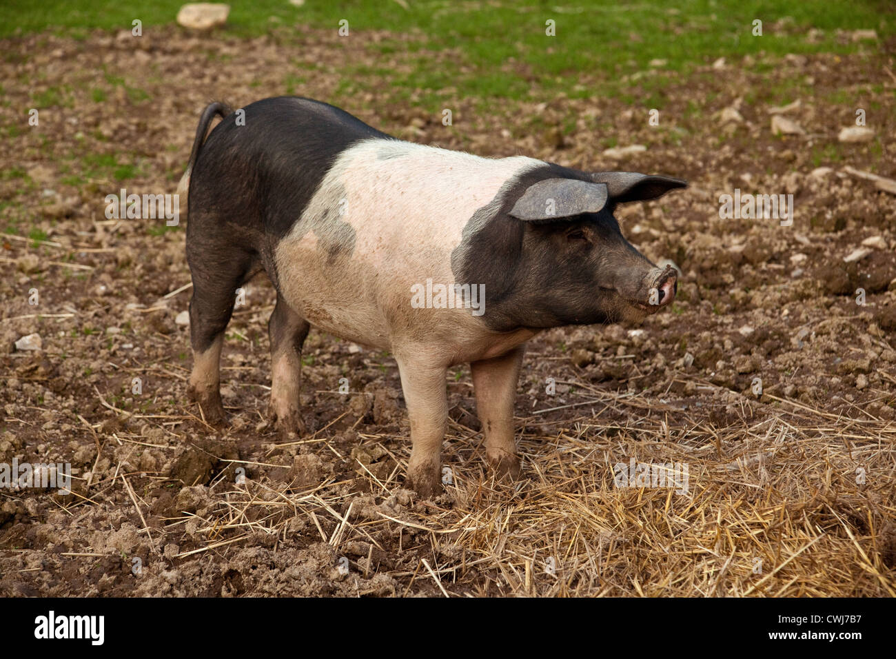 Saddleback pig. Cornwall, England, United Kingdom Stock Photo - Alamy