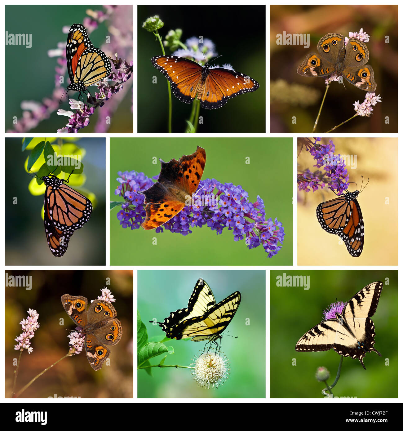 Monarch butterfly collage hi-res stock photography and images - Alamy
