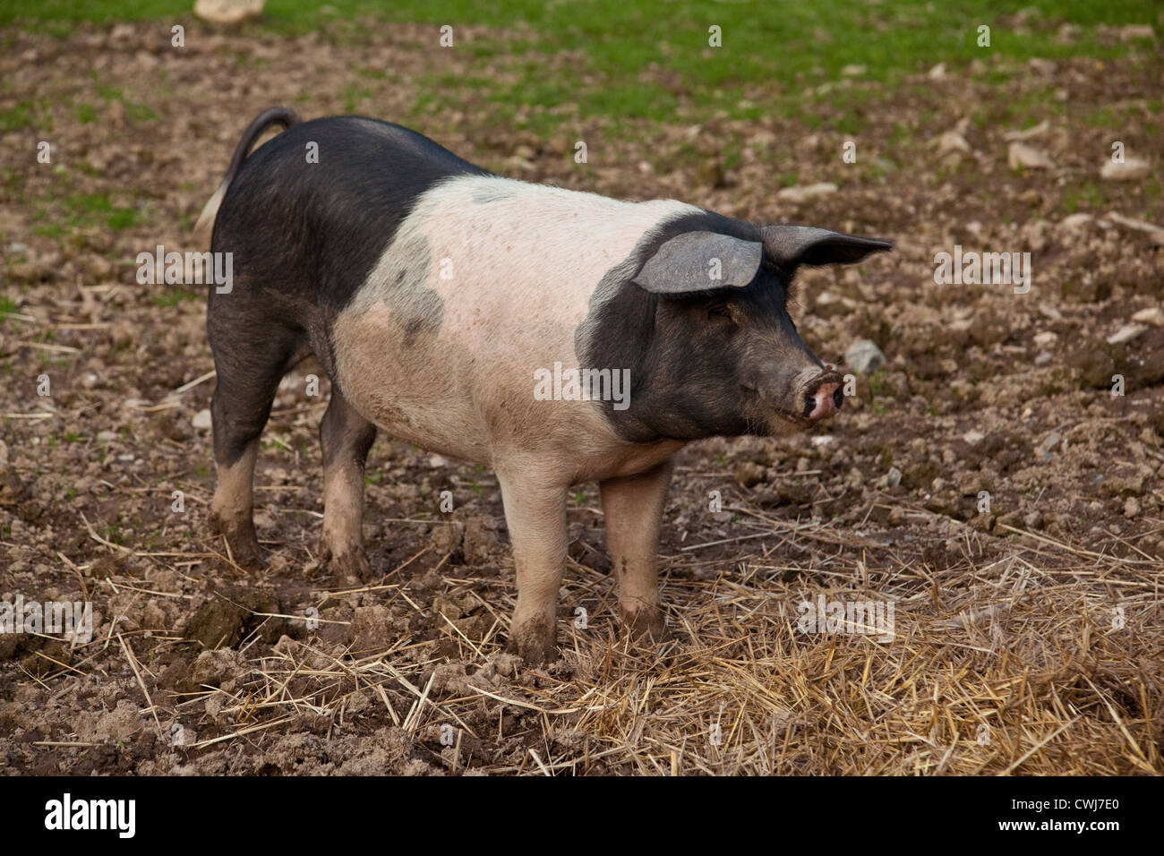 Saddleback pig. Cornwall, England, United Kingdom Stock Photo - Alamy