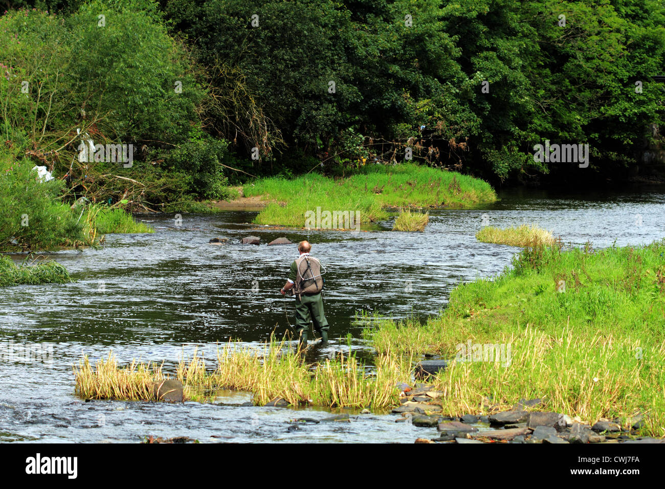Trout Fishing on the River Calder Stock Photo - Alamy