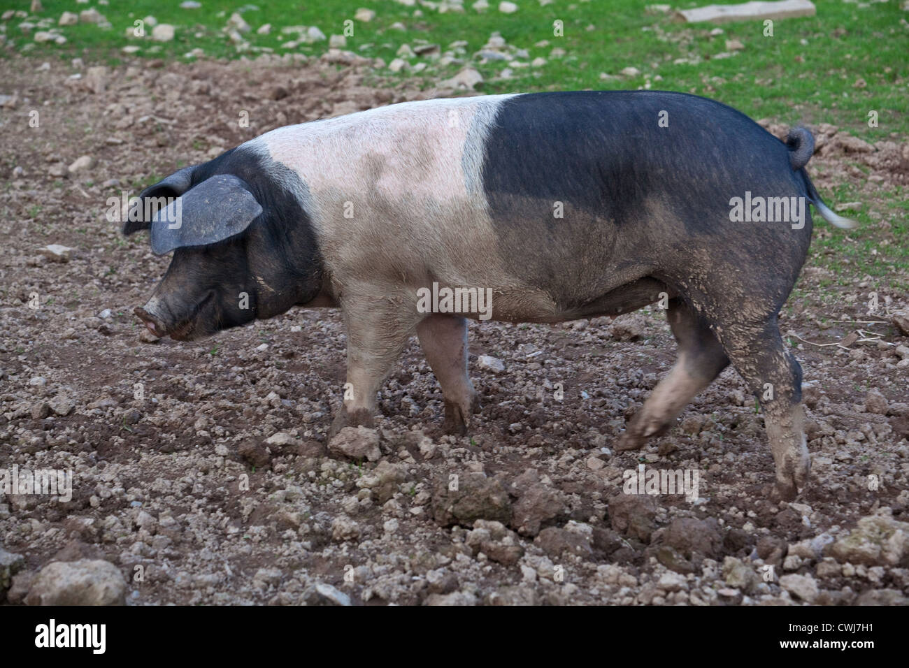 Saddleback pig. Cornwall, England, United Kingdom Stock Photo - Alamy