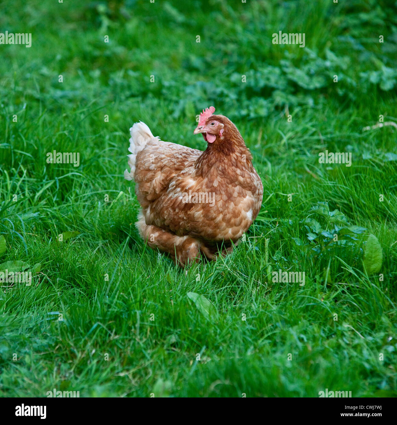 Buff orpington cross breed chicken, Cornwall, England, United Kingdom ...