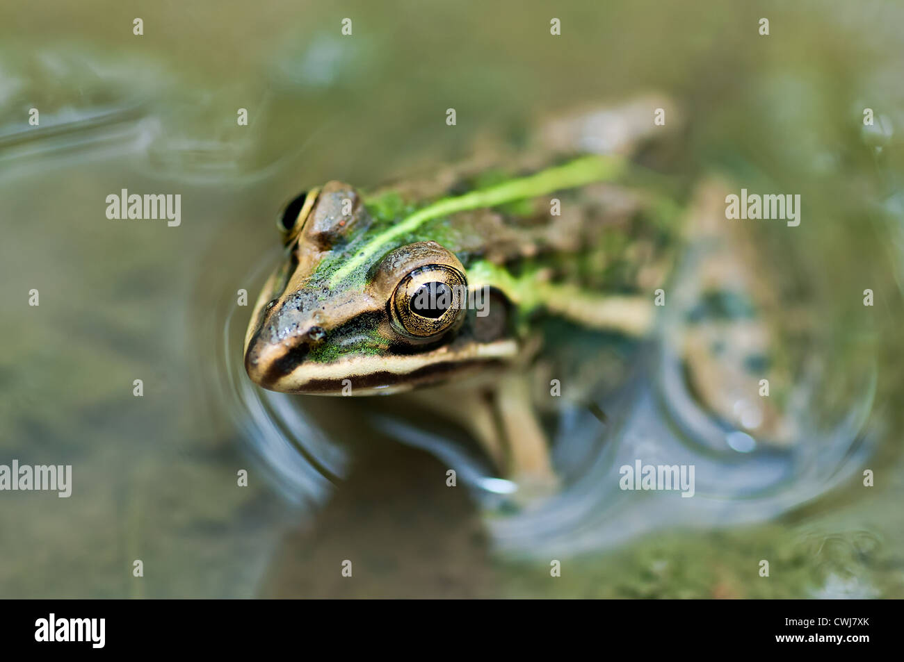 Frog, Bullfrog, waiting in a mud puddle partly submerged with green ...