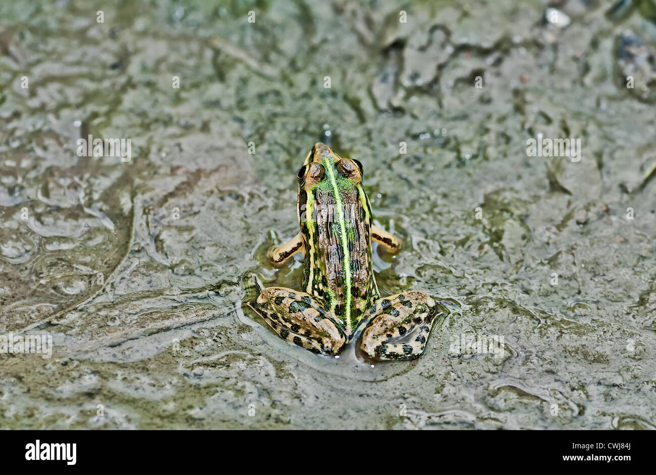 Frog, Bullfrog, waiting in a mud puddle partly submerged with green ...