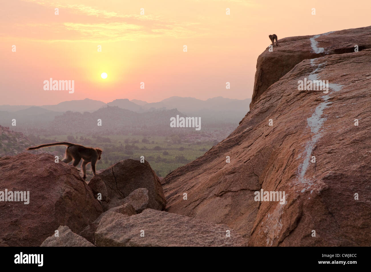 Monkeys watching the sunrise from Matanga Hill in Hampi, Karnataka ...