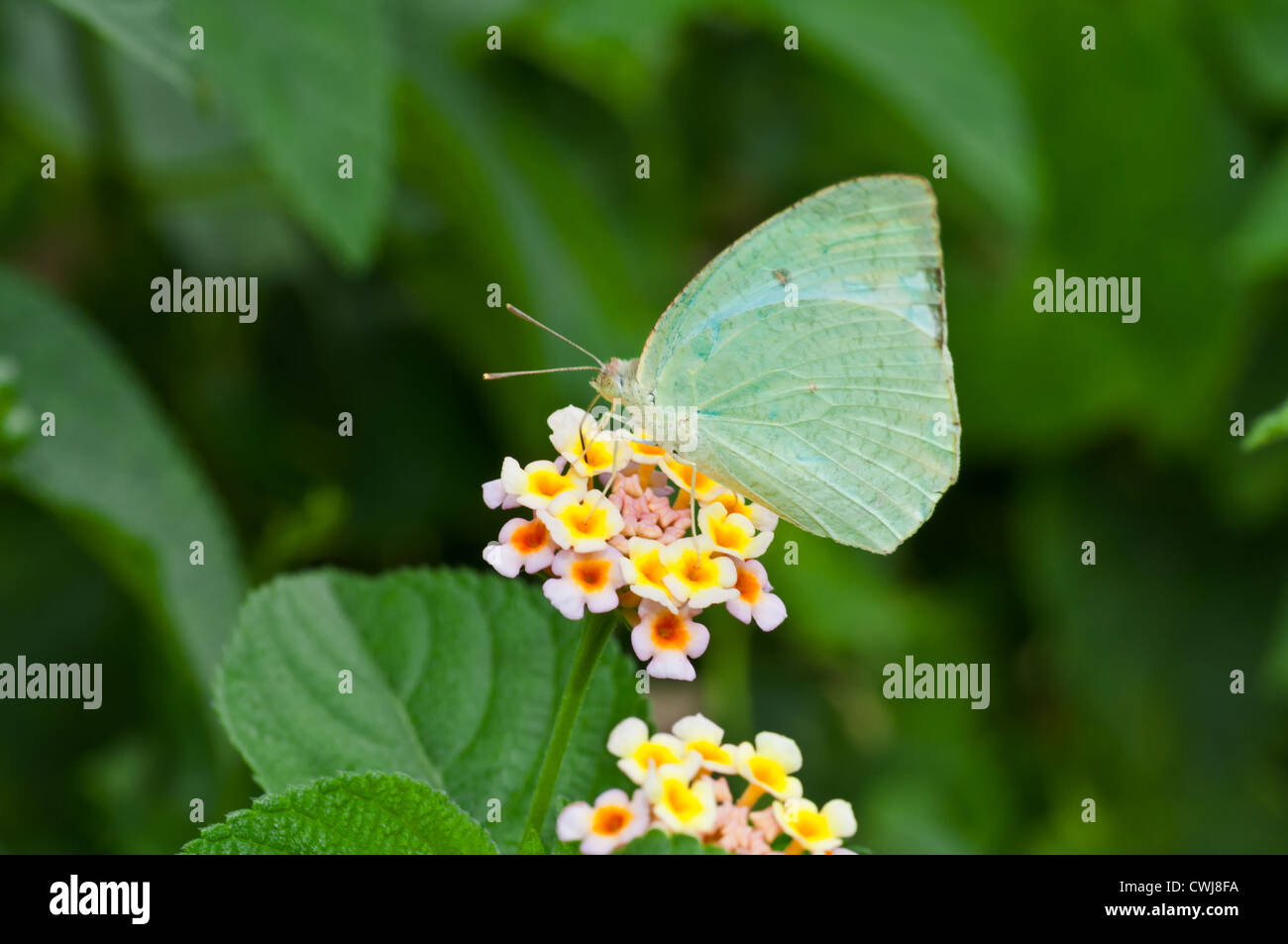 Butterfly, Common Emigrant, Catopsilia piomona, sucking honey from ...