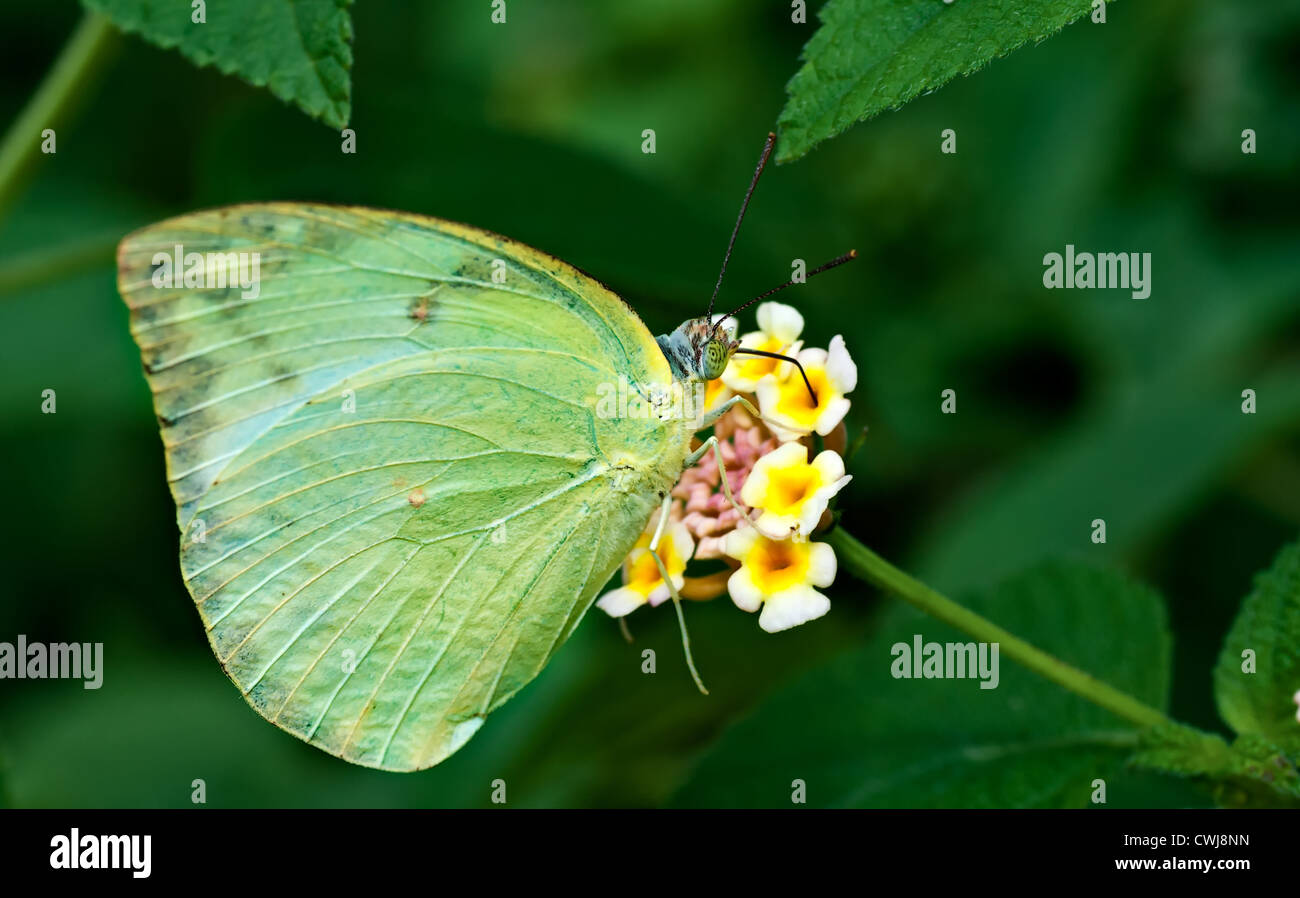 Common emigrant hi-res stock photography and images - Alamy