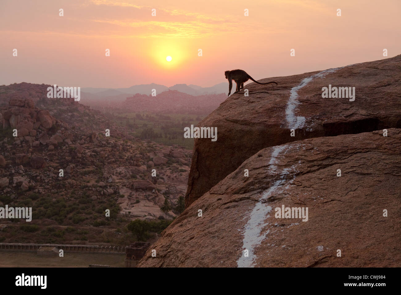 Monkey watching the sunrise from Matanga Hill in Hampi, Karnataka ...