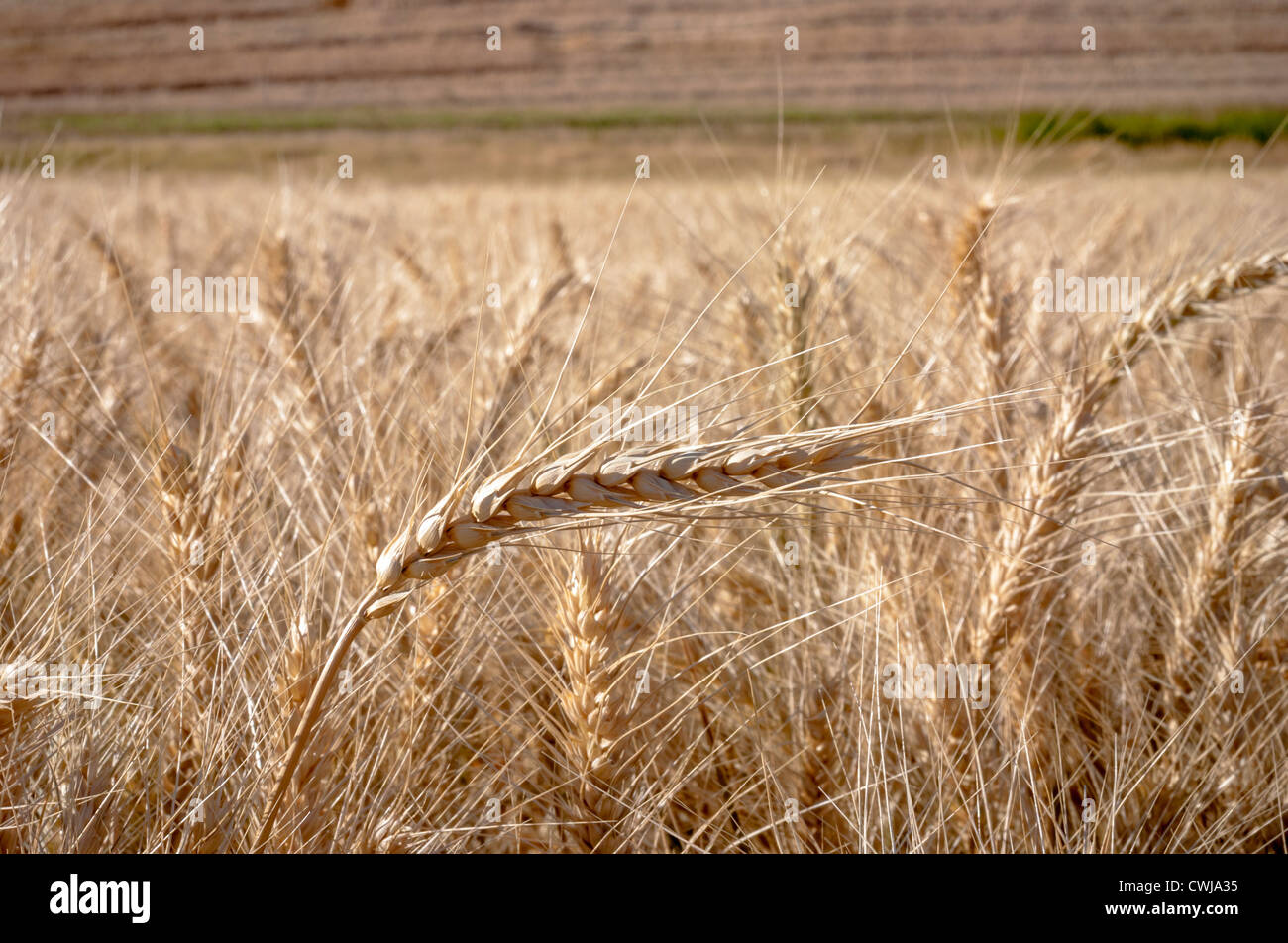 Blade Of Wheat High Resolution Stock Photography and Images - Alamy