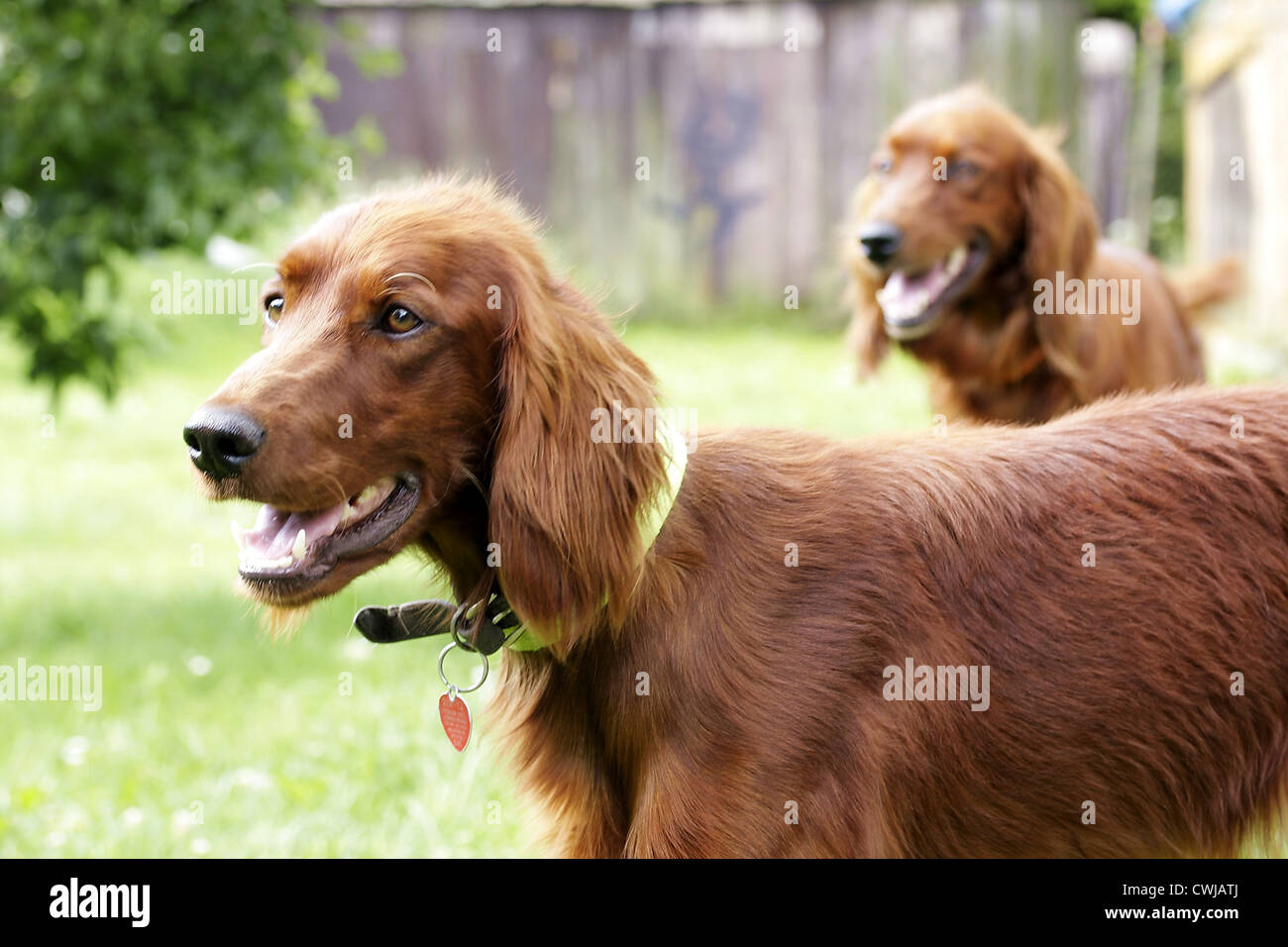 Two hunting dogs hi-res stock photography and images - Alamy