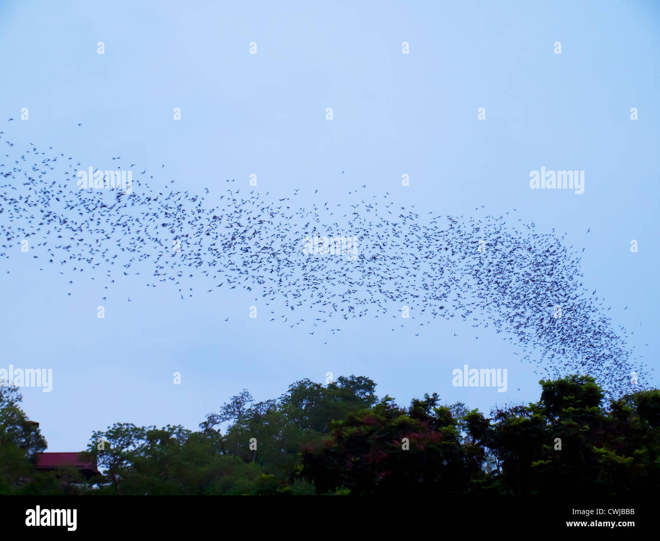 Bats flying from the cave Stock Photo - Alamy