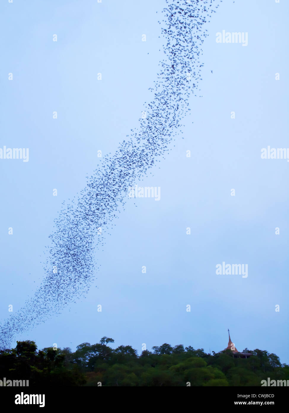 Bats flying from the cave Stock Photo - Alamy