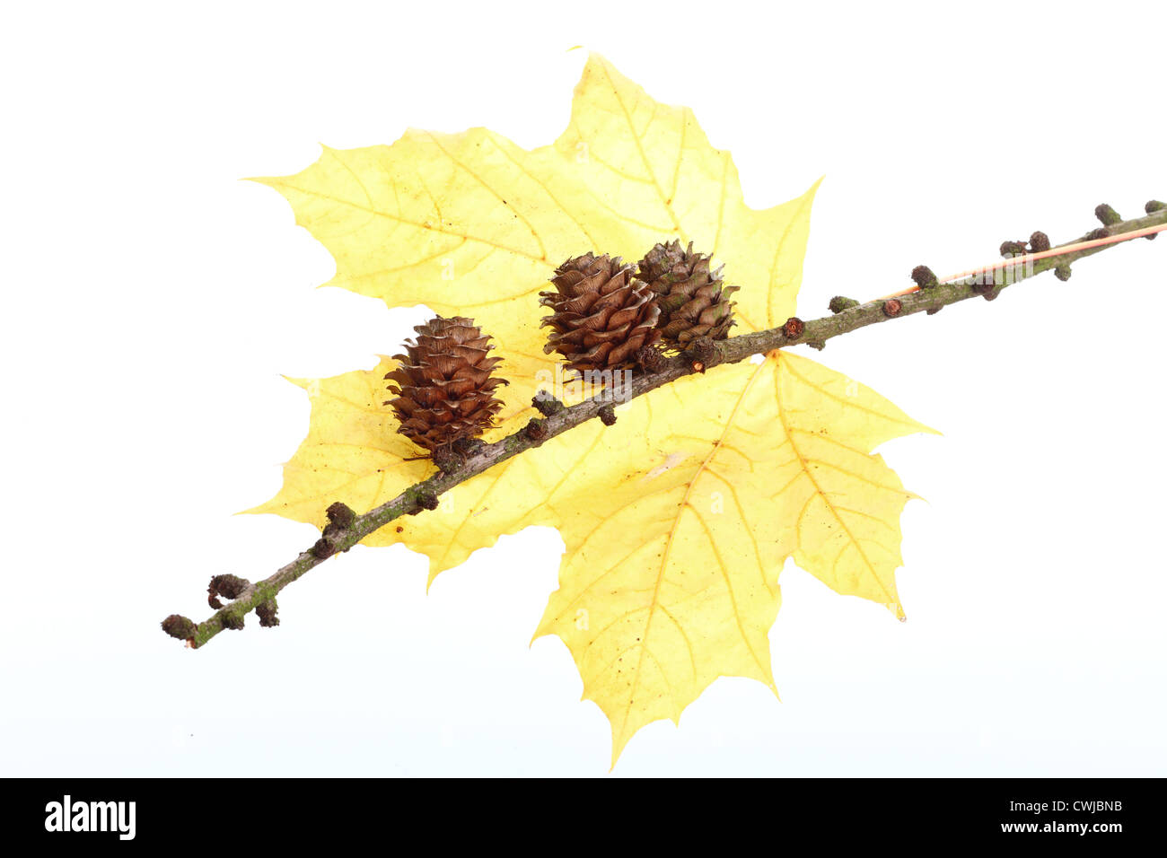 autumn pine cone maple leaf isolated on white Stock Photo - Alamy