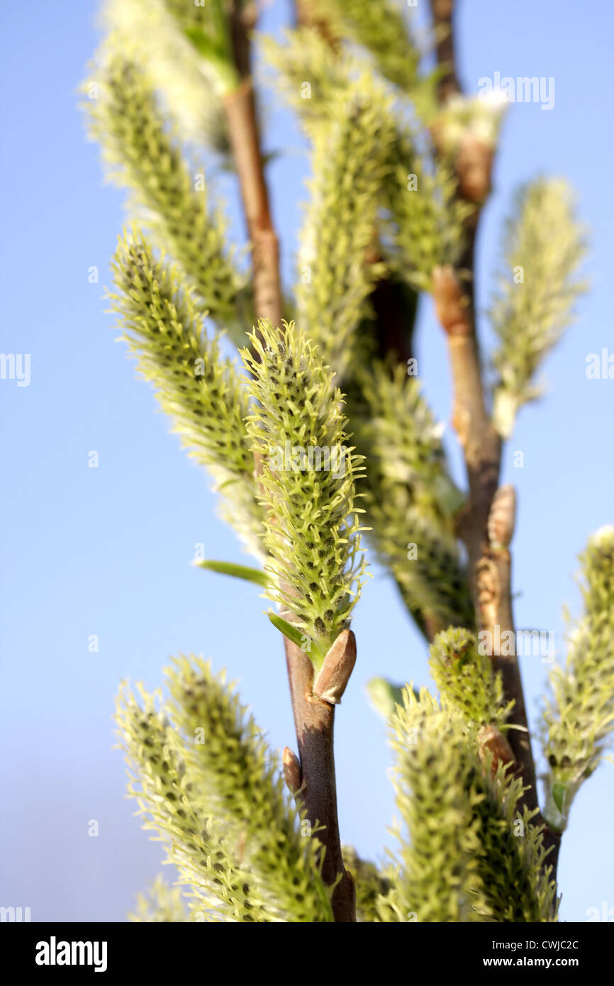 Branches of Catkin Stock Photo - Alamy