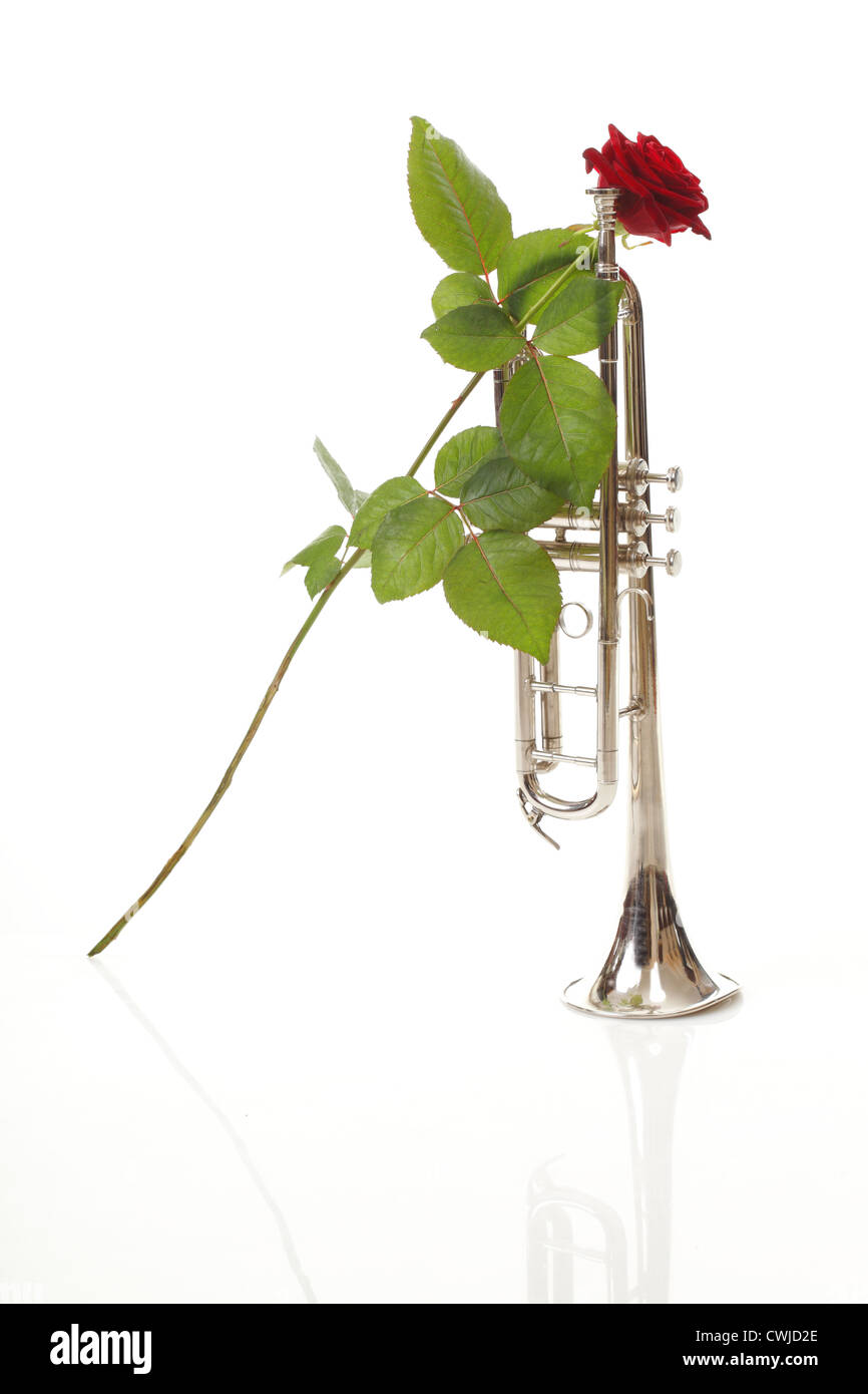 red rose and trumpet love music white background Stock Photo - Alamy