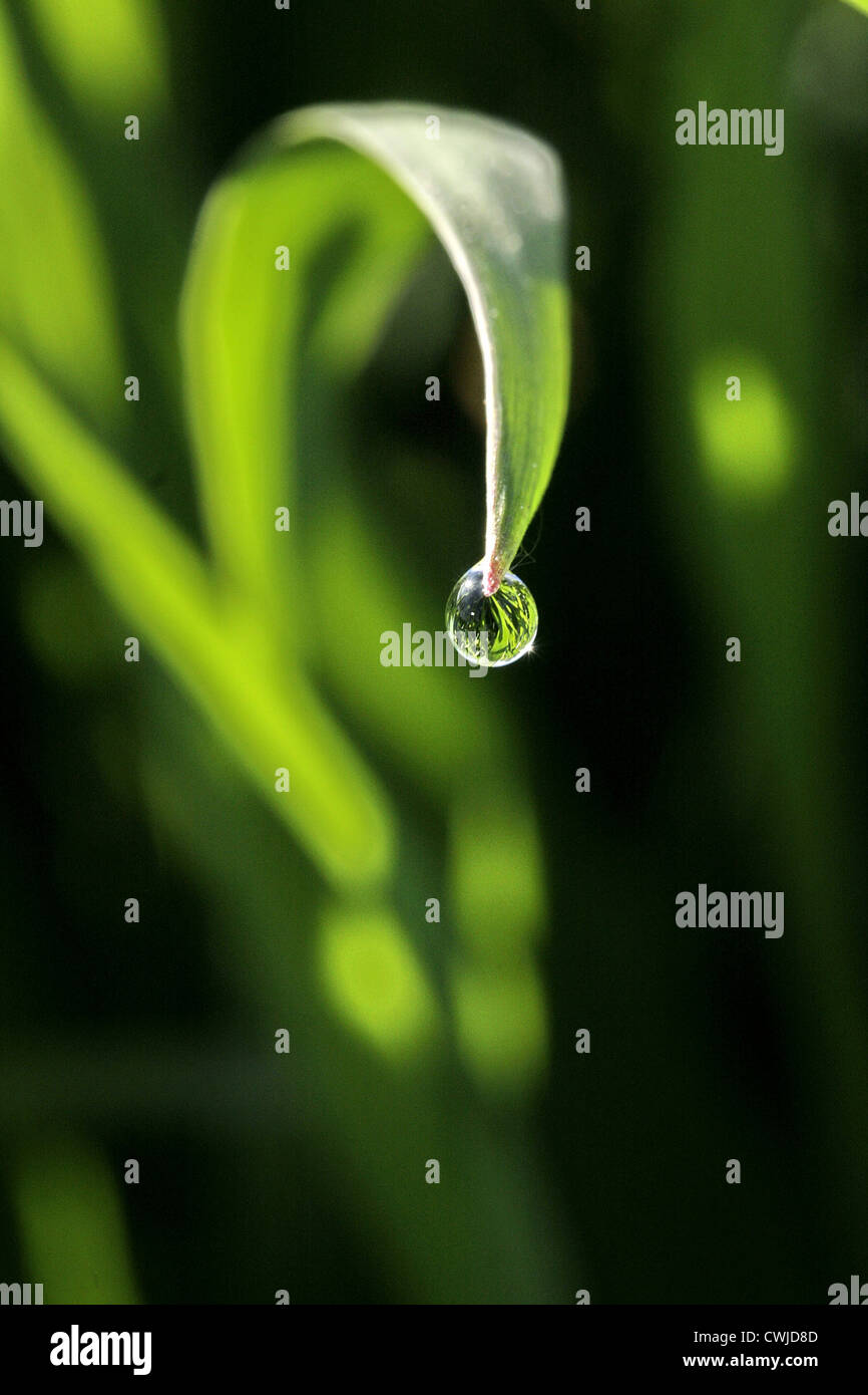 morning water dew Stock Photo - Alamy