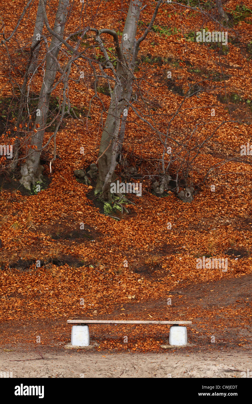 Autumn scene park bench background nature leafs Stock Photo - Alamy