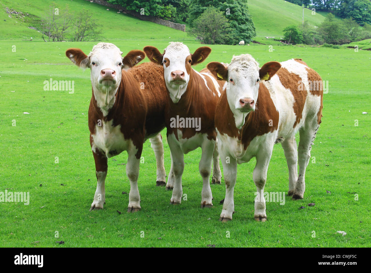 Three animals portrait hi-res stock photography and images - Alamy
