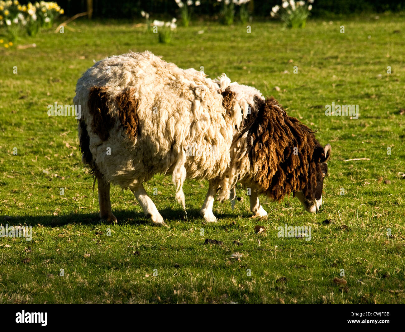 Jacob ewe grazing Stock Photo - Alamy