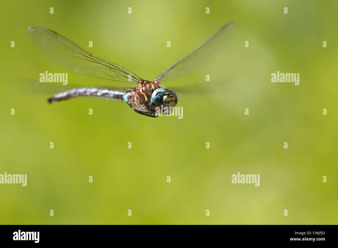 Male Paddle-tailed Darner Dragonfly near Seattle Stock Photo - Alamy