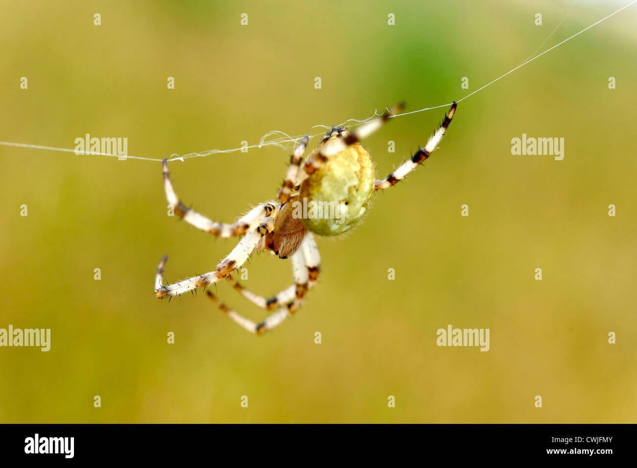 European garden spider (Araneus diadematus Stock Photo - Alamy