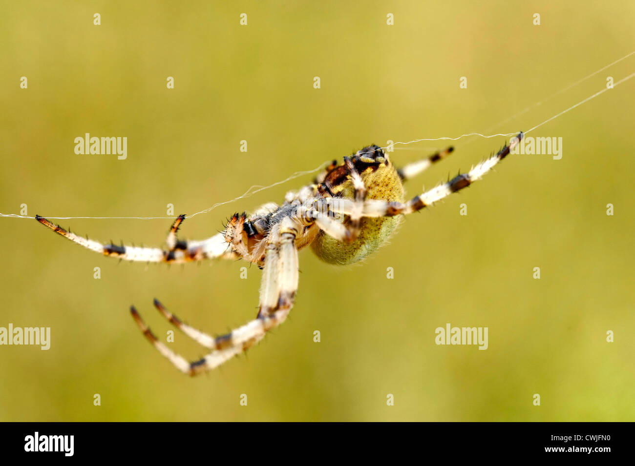 European garden spider (Araneus diadematus Stock Photo - Alamy