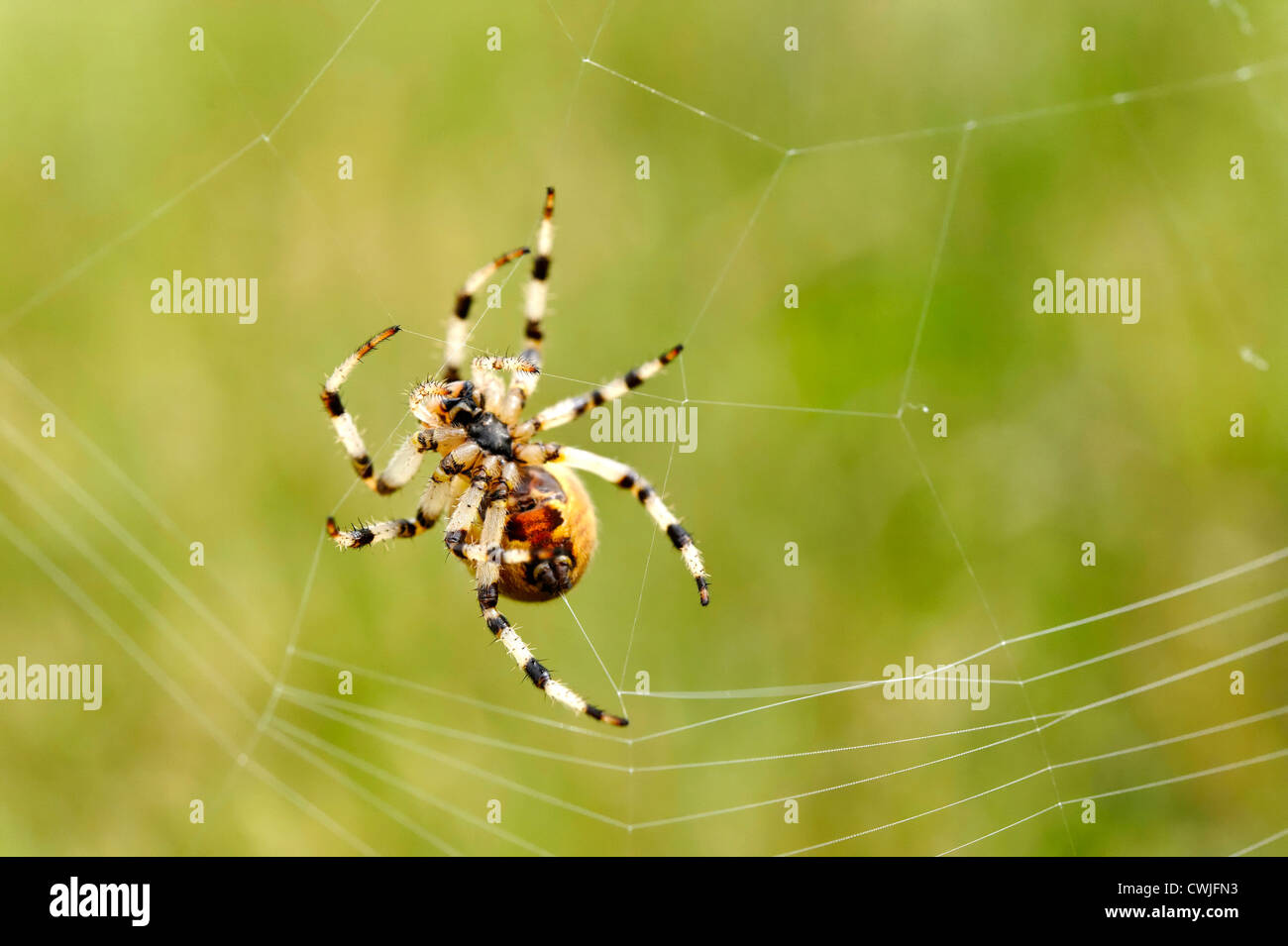 European garden spider (Araneus diadematus Stock Photo - Alamy