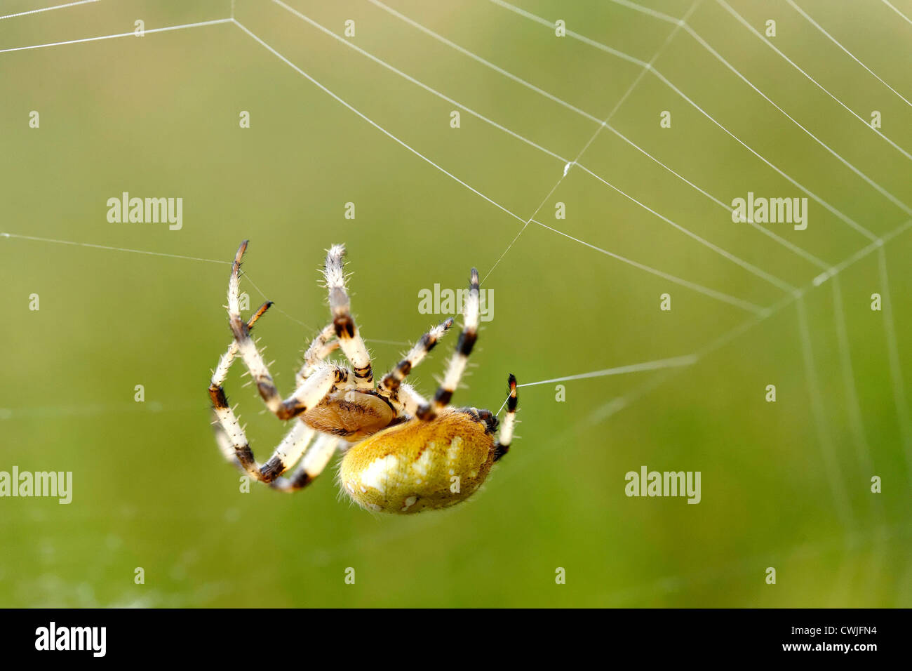 European garden spider (Araneus diadematus Stock Photo - Alamy