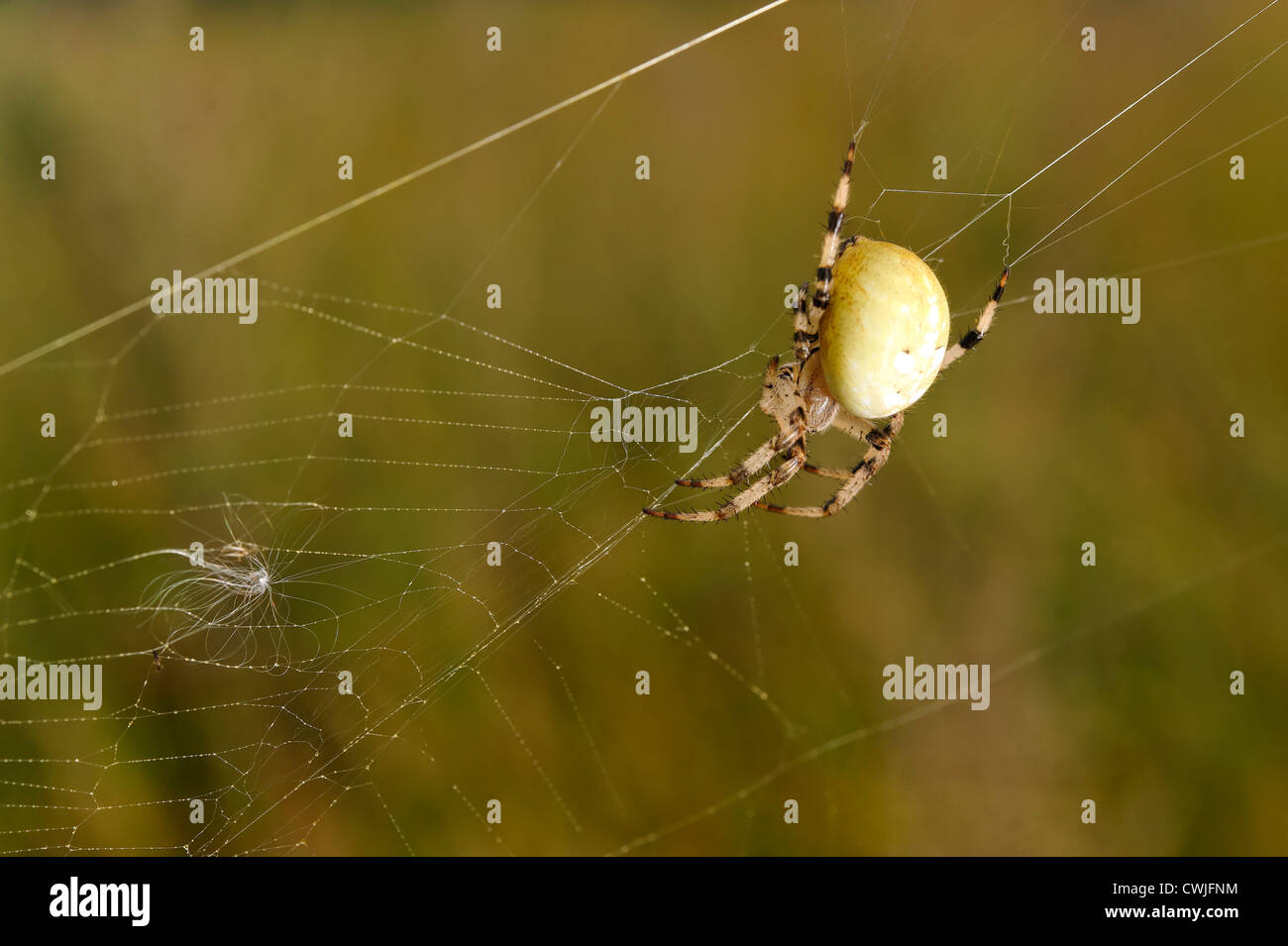 European garden spider (Araneus diadematus Stock Photo - Alamy
