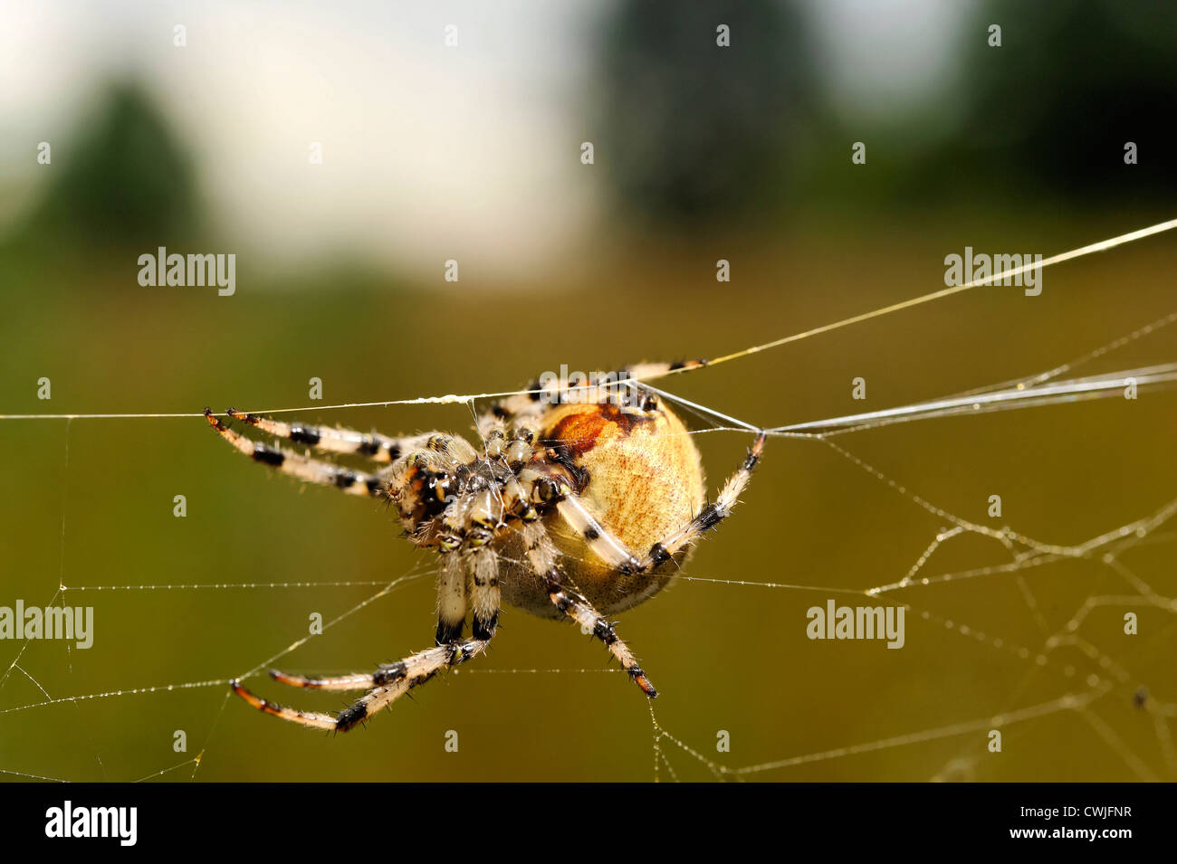 European garden spider (Araneus diadematus Stock Photo - Alamy