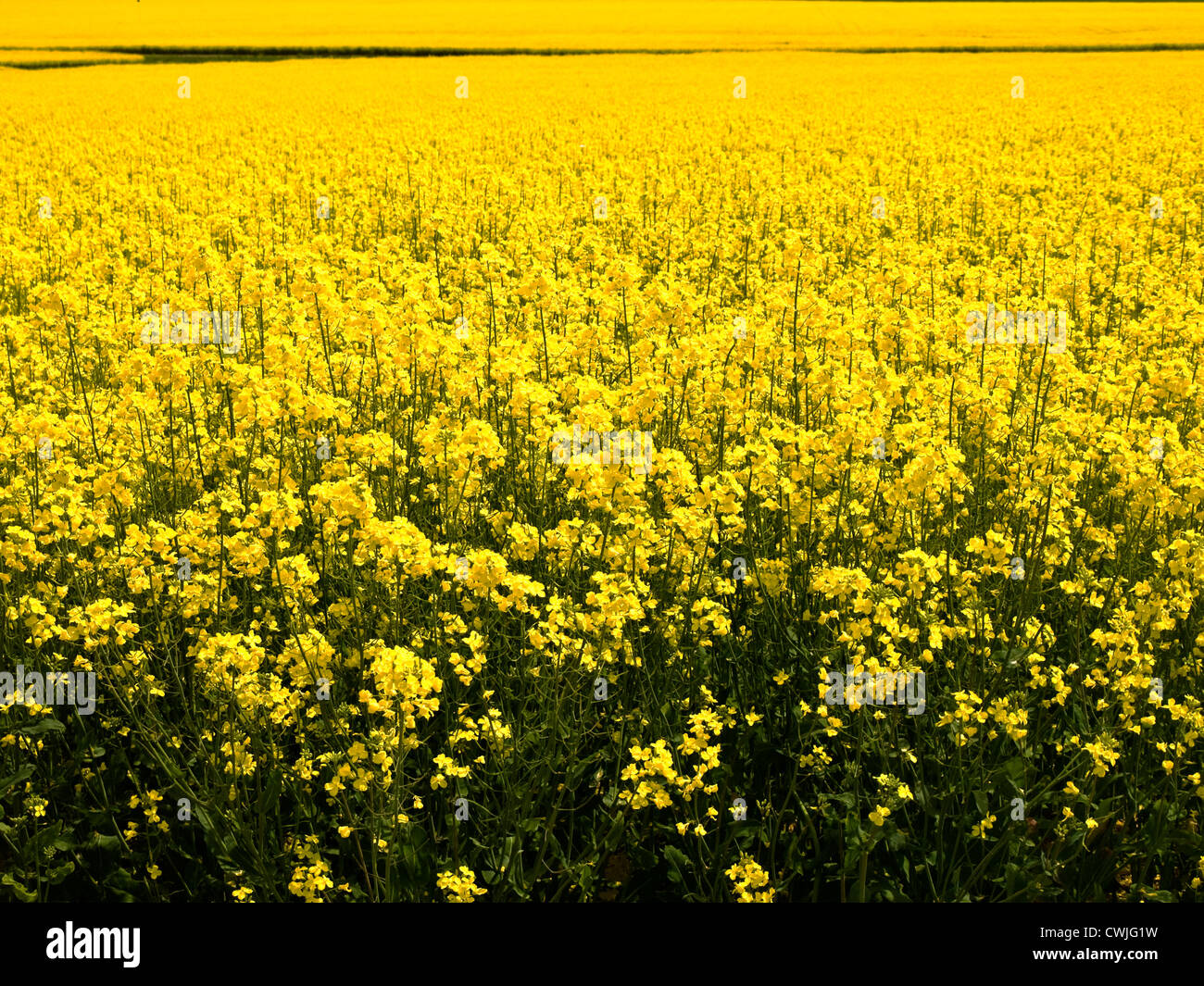 Canola crop in flower hi-res stock photography and images - Alamy