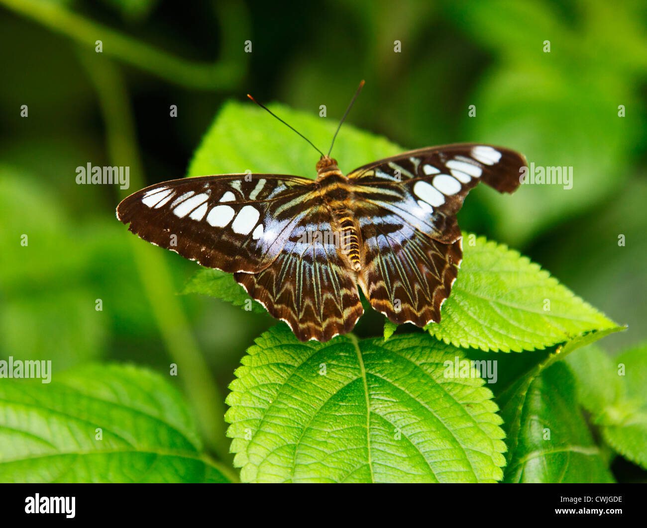 Butterfly lepidoptera neoptera pterygota insecta hexapoda arthropoda hi ...