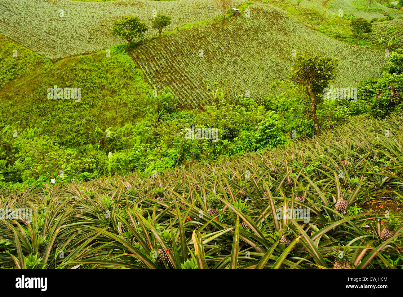 Pineapple plantation in the cool rolling hills of Tagaytay, Philippines ...