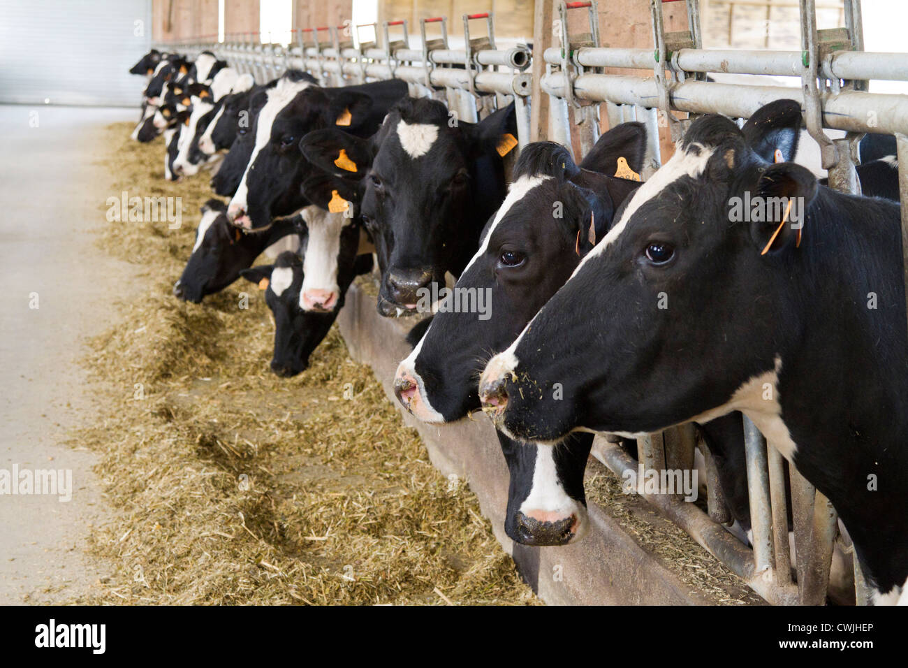Milk cows waiting for the milking process Stock Photo - Alamy