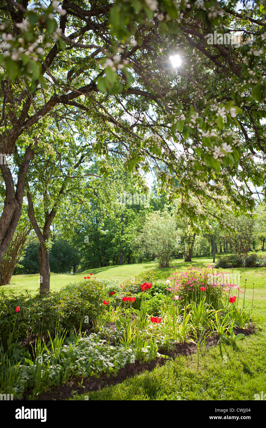 Beautiful park in spring with lots of green, blooming apple trees and ...