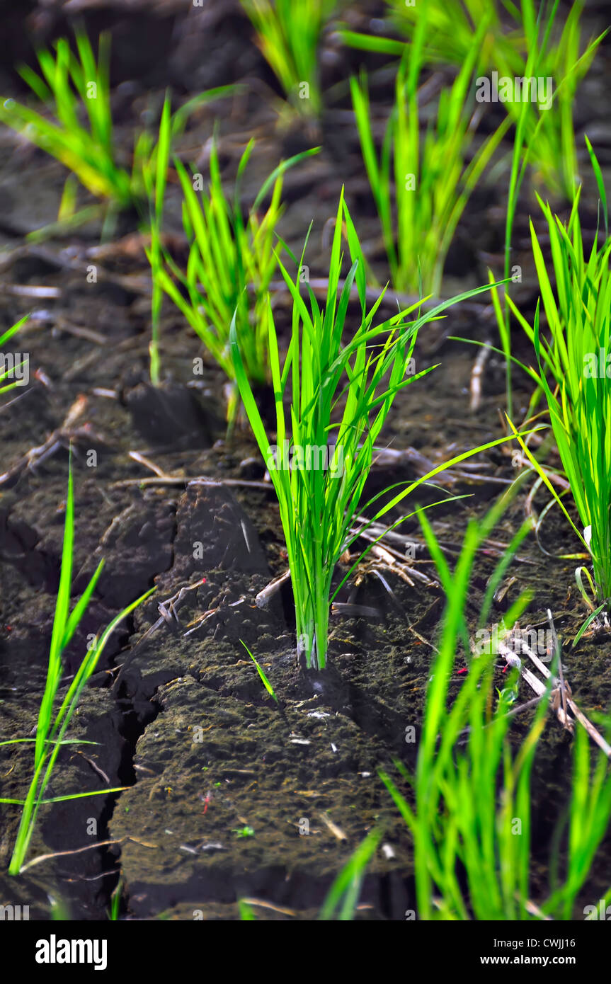 Close up of backlit rice plant in the Philippines Stock Photo - Alamy