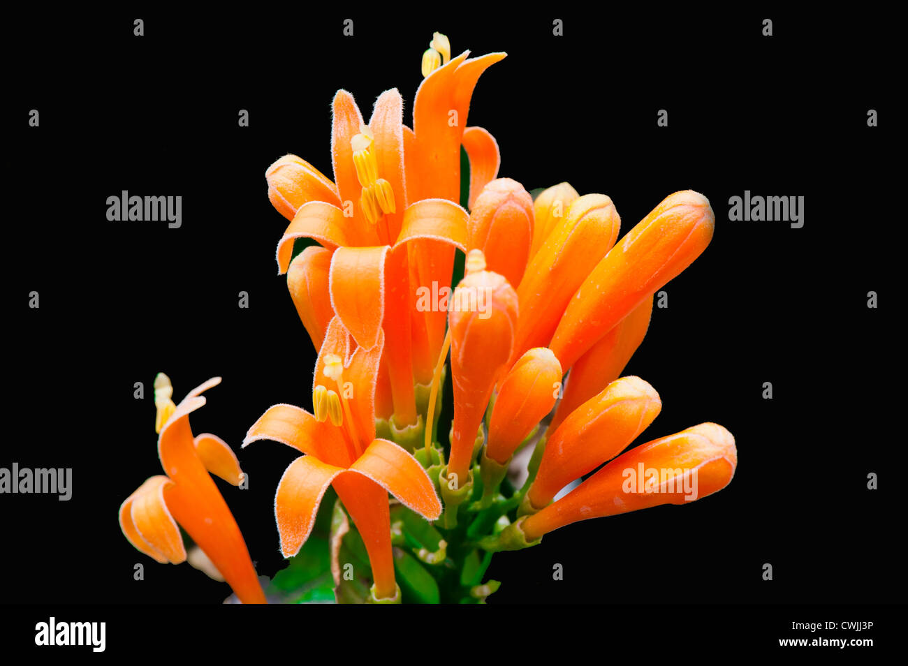 Orange trumpet or Pyrostegia venusta Stock Photo - Alamy